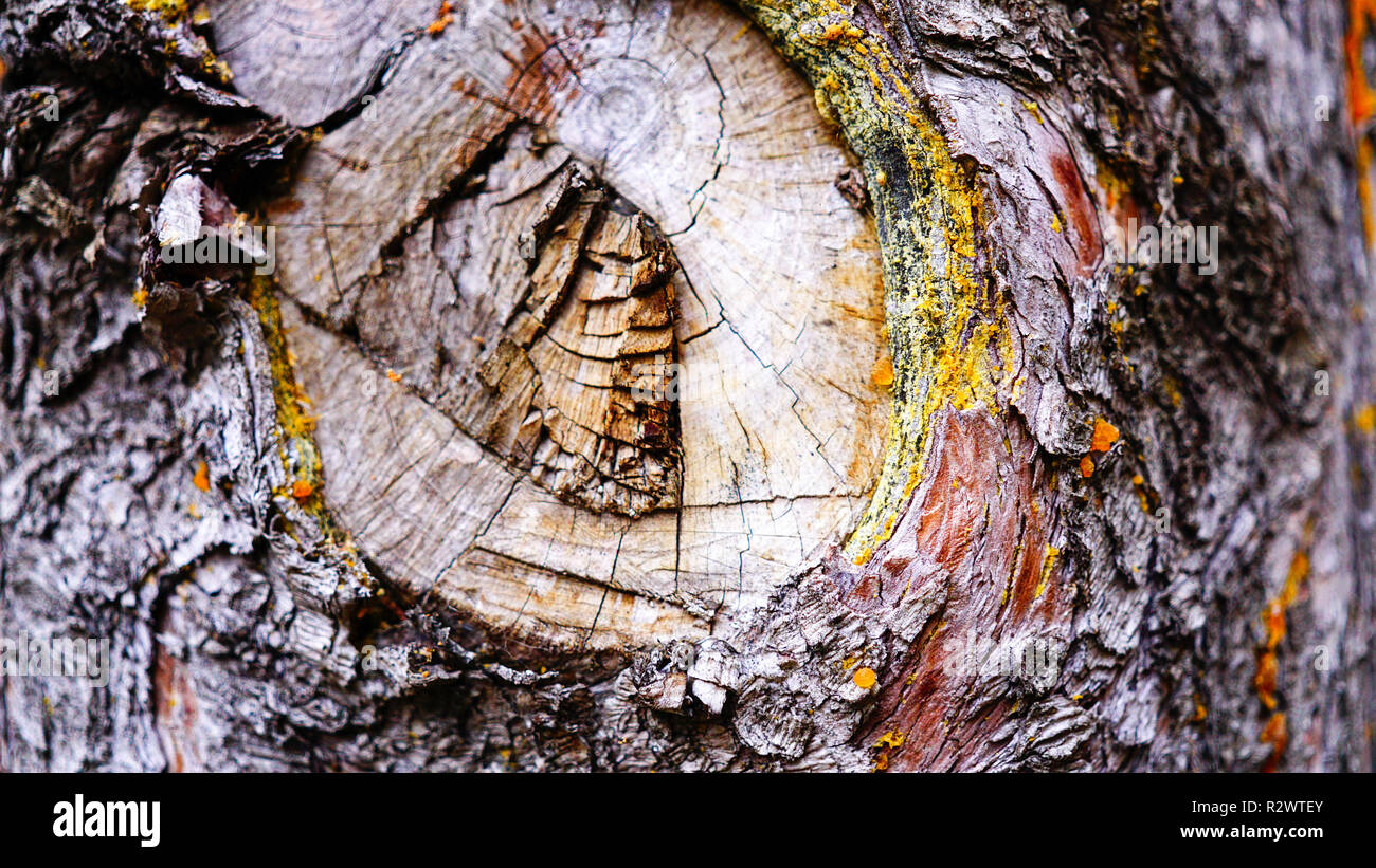 Ecological forest hi-res stock photography and images - Alamy