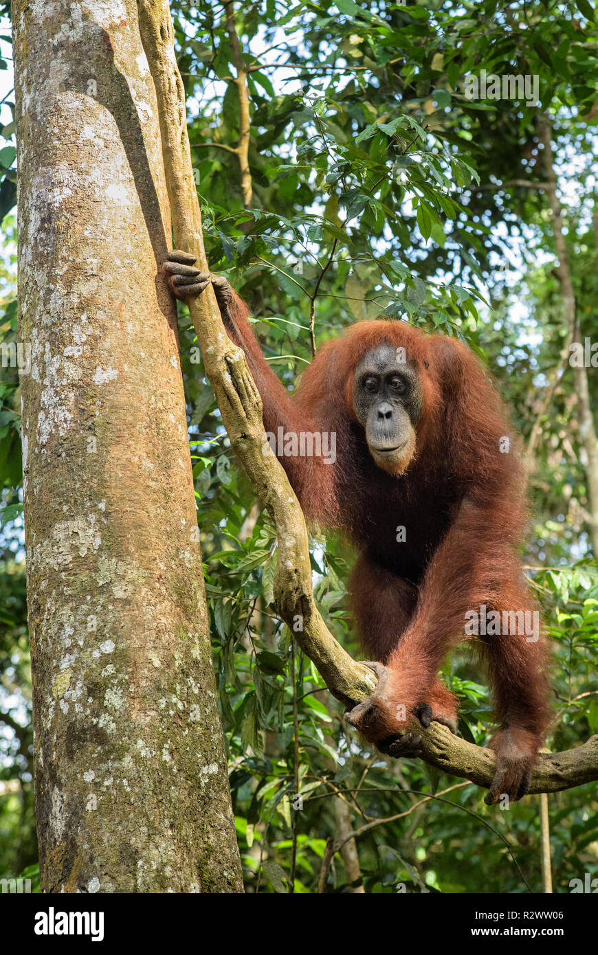 Sumatran Orang-utan - Pongo abelii, hominid primate from Sumatran ...