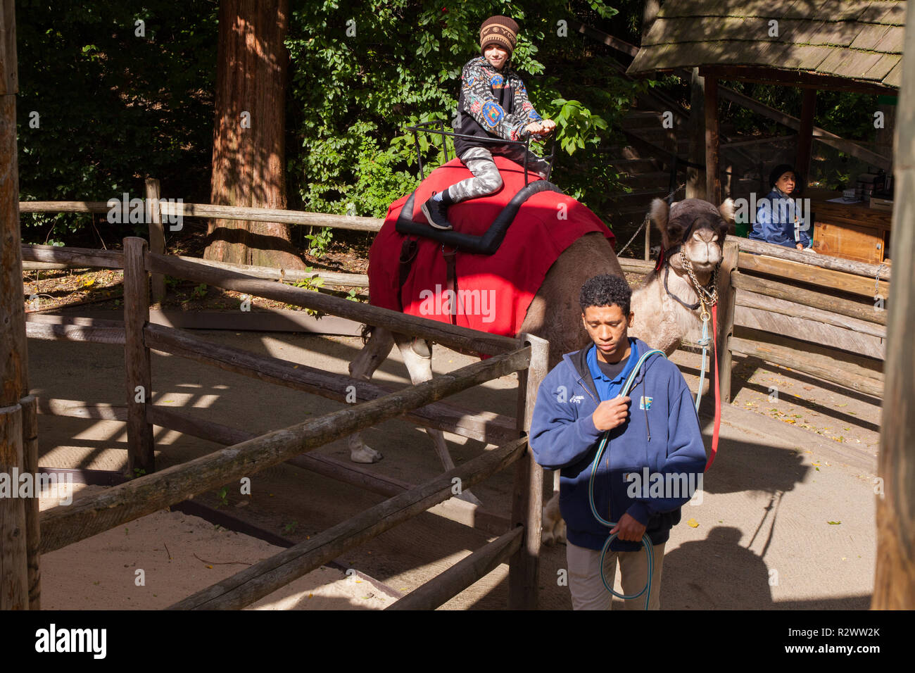 Camel ride at the Bronx Zoo, New York, United States of America Stock ...