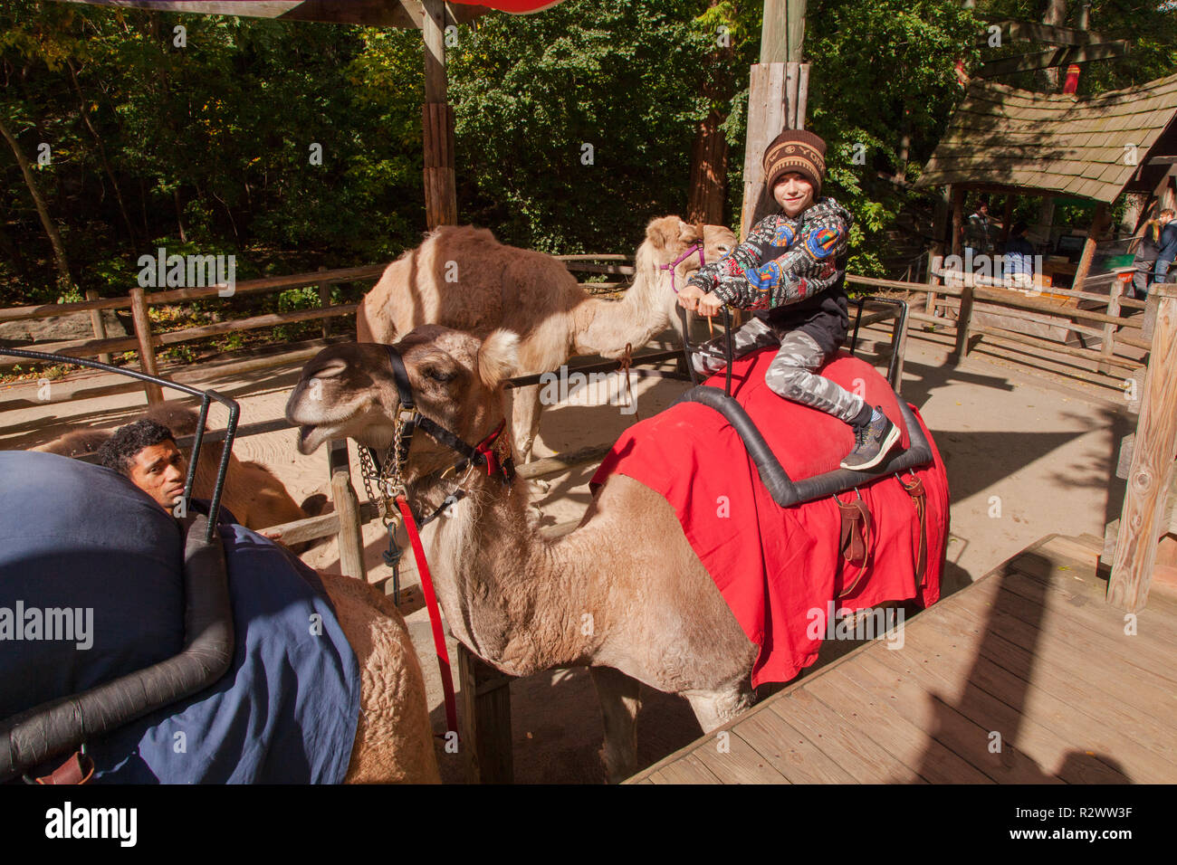 Camel ride at the Bronx Zoo, New York, United States of America Stock ...