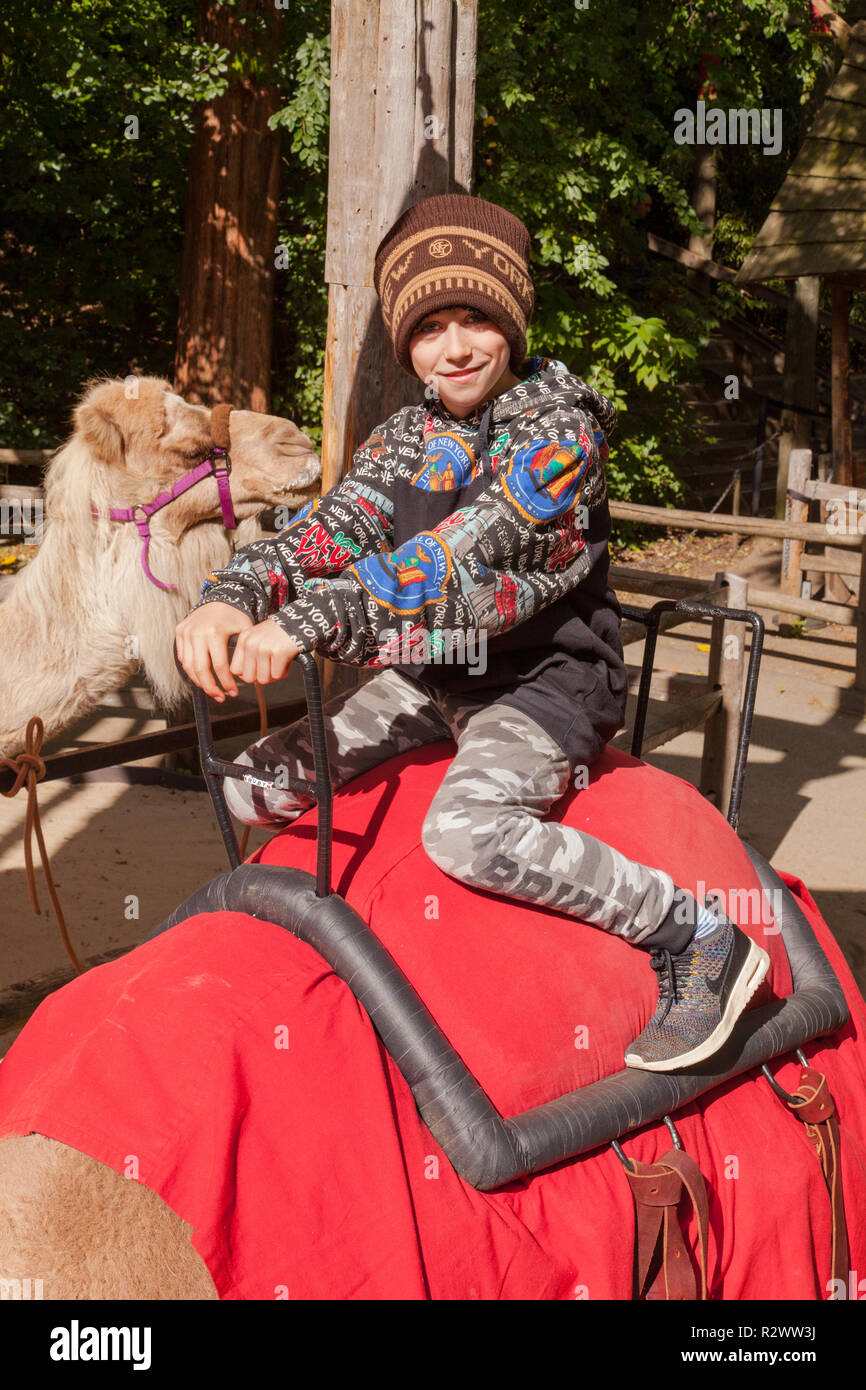 Camel ride at the Bronx Zoo, New York, United States of America Stock ...