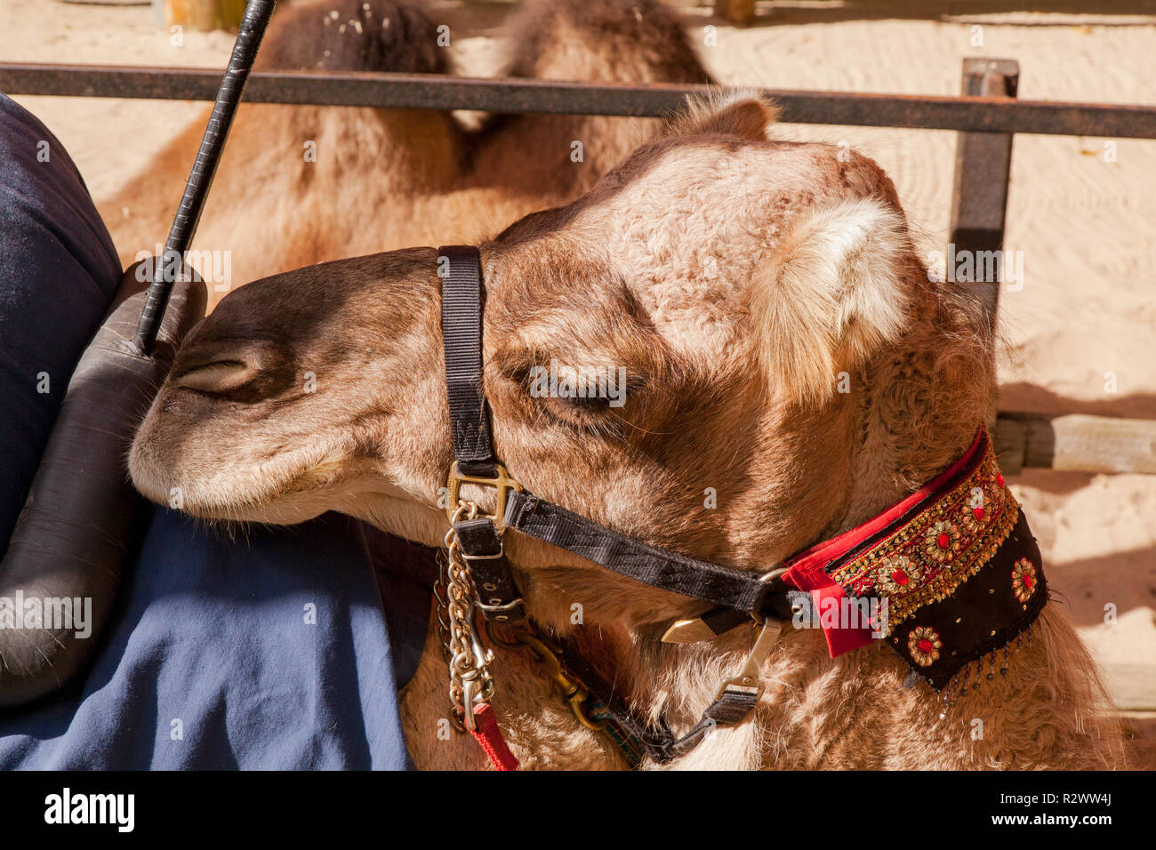 Camel ride at the Bronx Zoo, New York, United States of America Stock ...