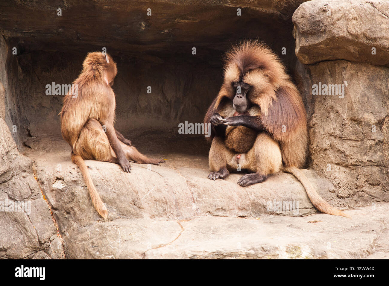 Gelada baboon, Bronx Zoo, New York, United States of America Stock ...