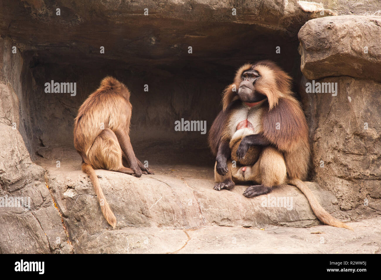 Gelada baboon bronx zoo hi-res stock photography and images - Alamy