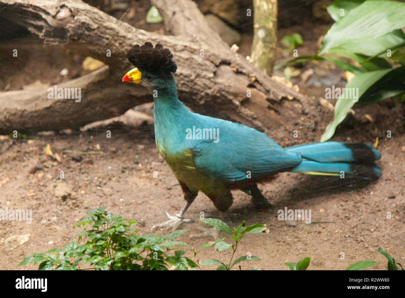 Great Blue Turaco ,Bronx Zoo, New York, United States of America Stock ...