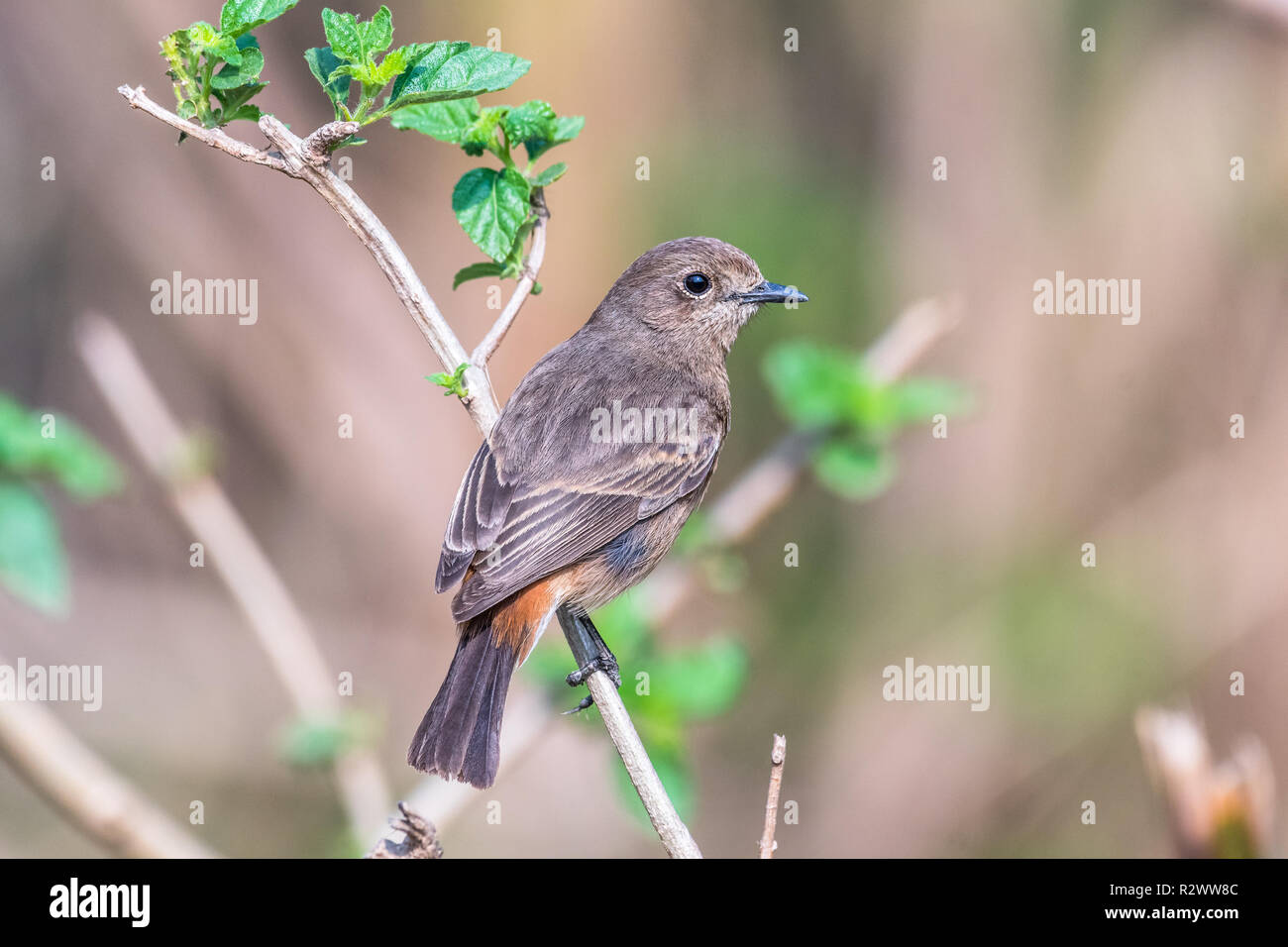 Indian bush chat male hi-res stock photography and images - Alamy