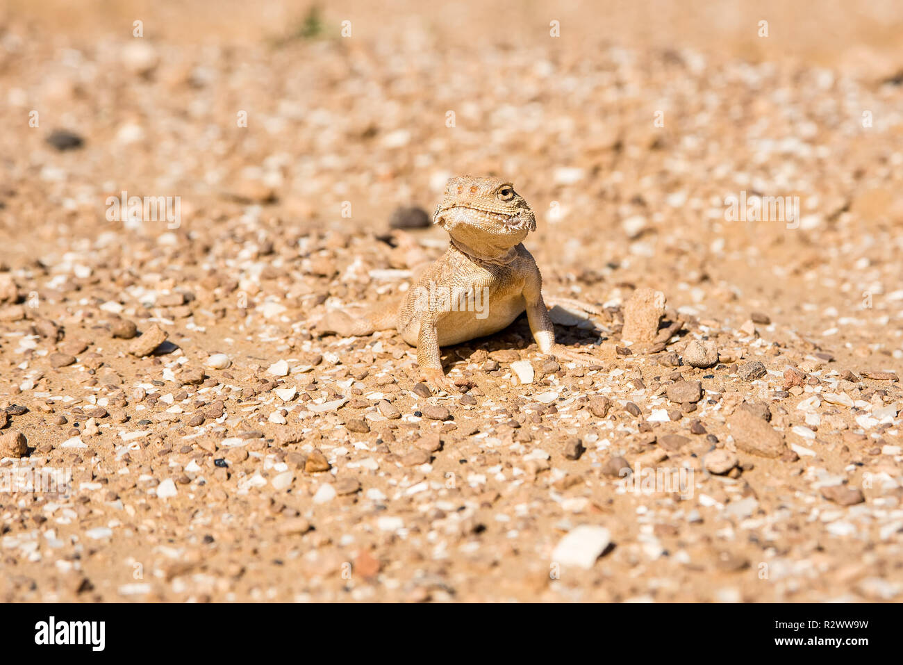 Spotted toad-headed Agama on sand close up Stock Photo - Alamy
