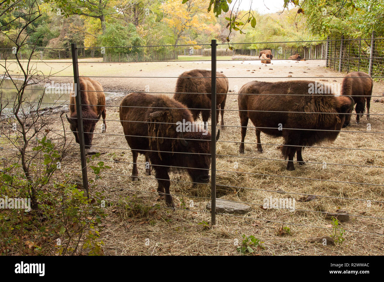 American Bison at, Bronx Zoo, New York, United States of America Stock ...