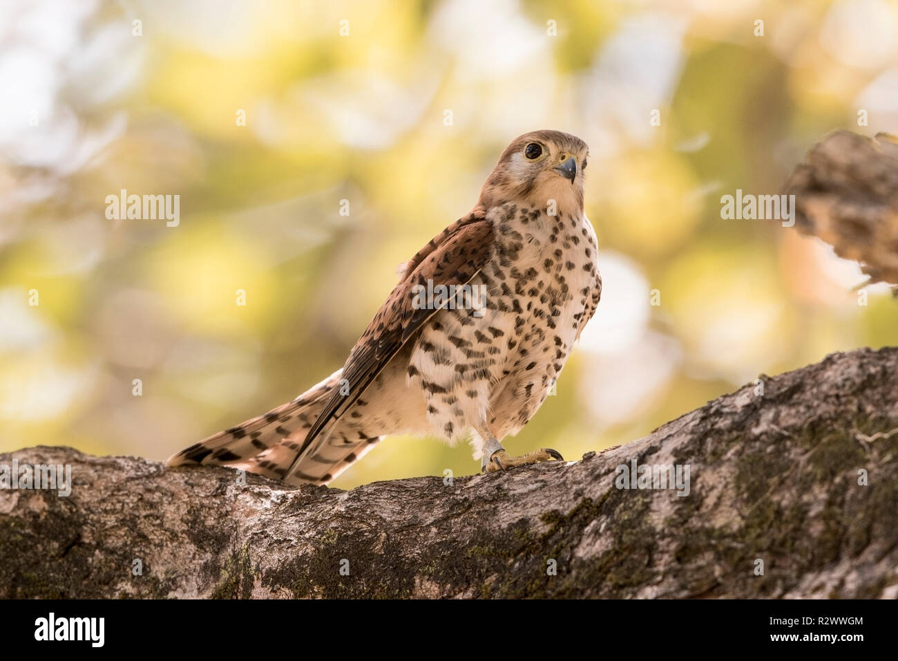 Mauritius kestrel hi-res stock photography and images - Alamy