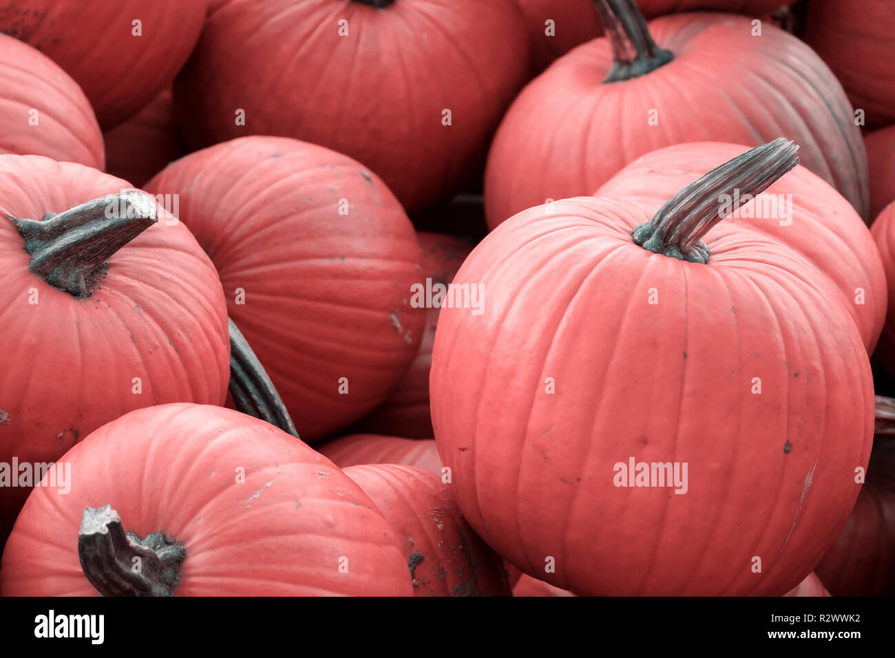 Harvest: Heap of Red Pumpkins, Cucurbita maxima Stock Photo - Alamy