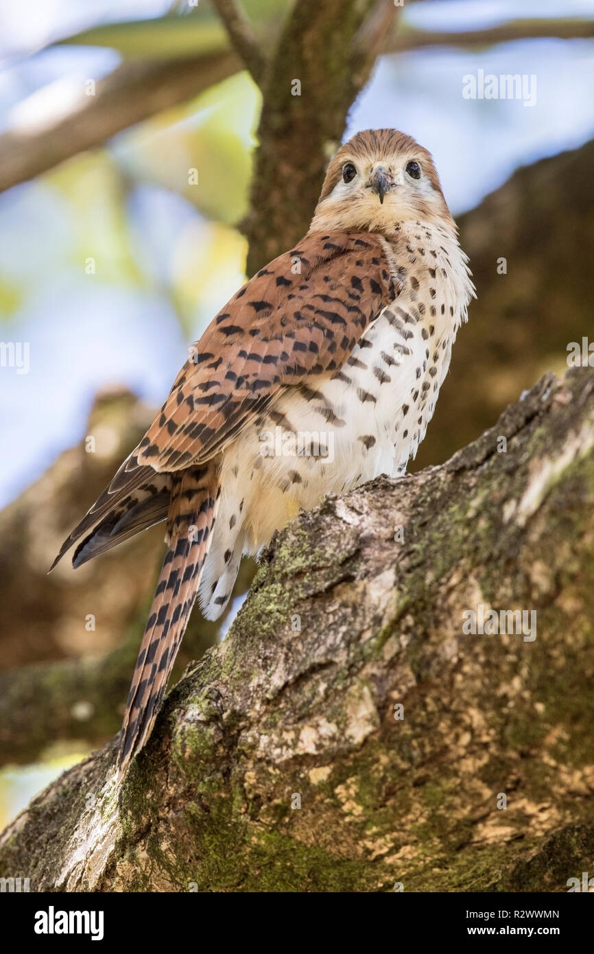 Mauritius kestrel Falco punctatus perched on branch of tree, Mauritius ...