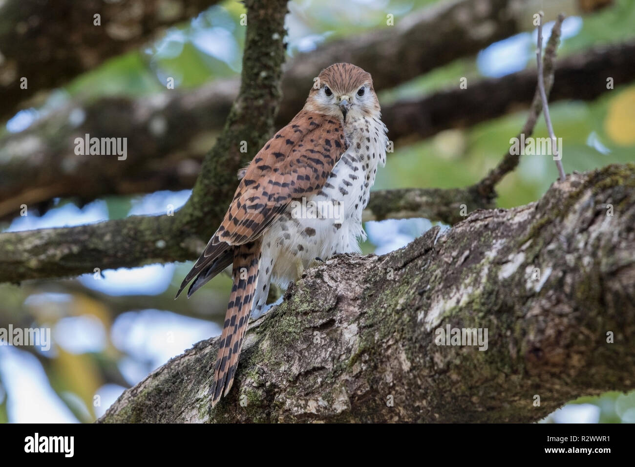 Mauritius kestrel hi-res stock photography and images - Alamy