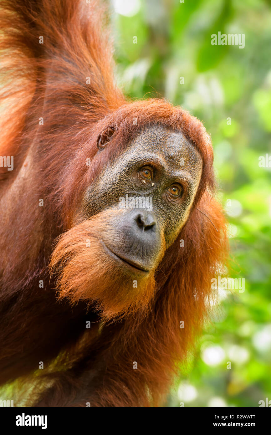 Sumatran Orang-utan - Pongo abelii, hominid primate from Sumatran ...