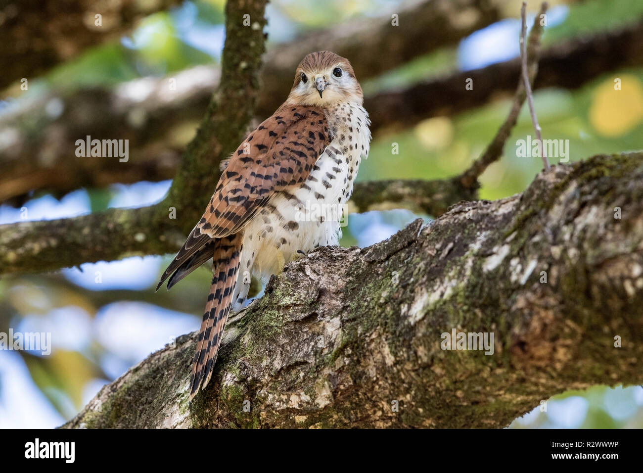 Rarest falcon hi-res stock photography and images - Alamy