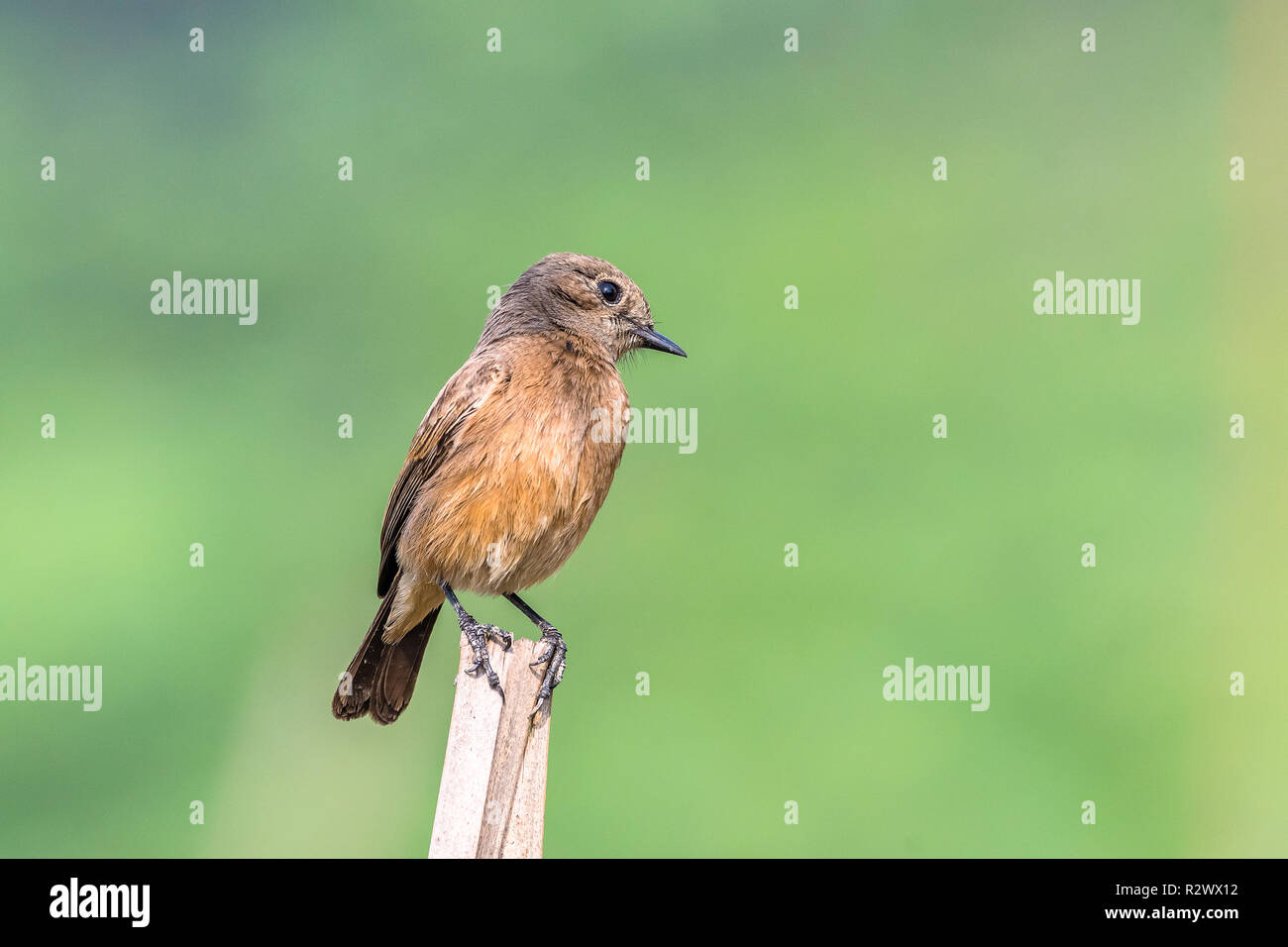 Pied bush chat Stock Photo - Alamy