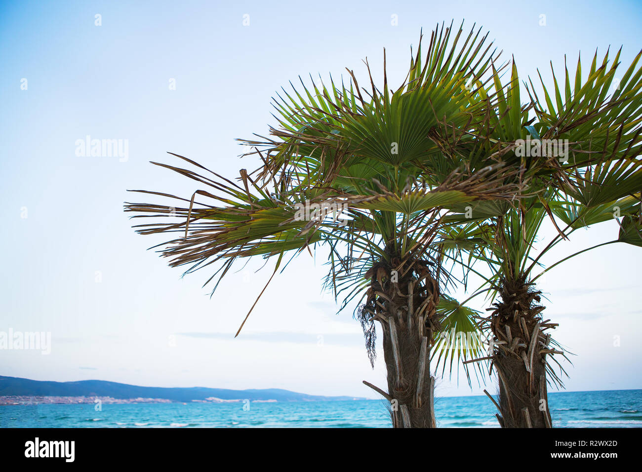 beautiful green palm tree on the beach near the sea Stock Photo - Alamy