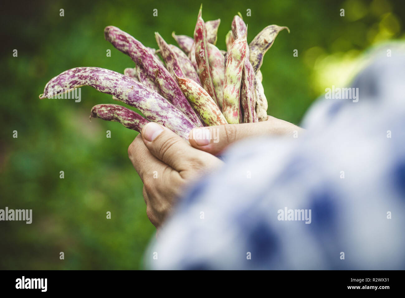Harvesting legumes hi-res stock photography and images - Alamy