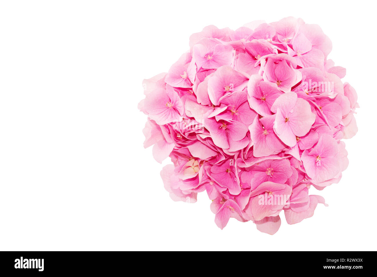 Hortensia hydrangea leaves detail Cut Out Stock Images & Pictures - Alamy