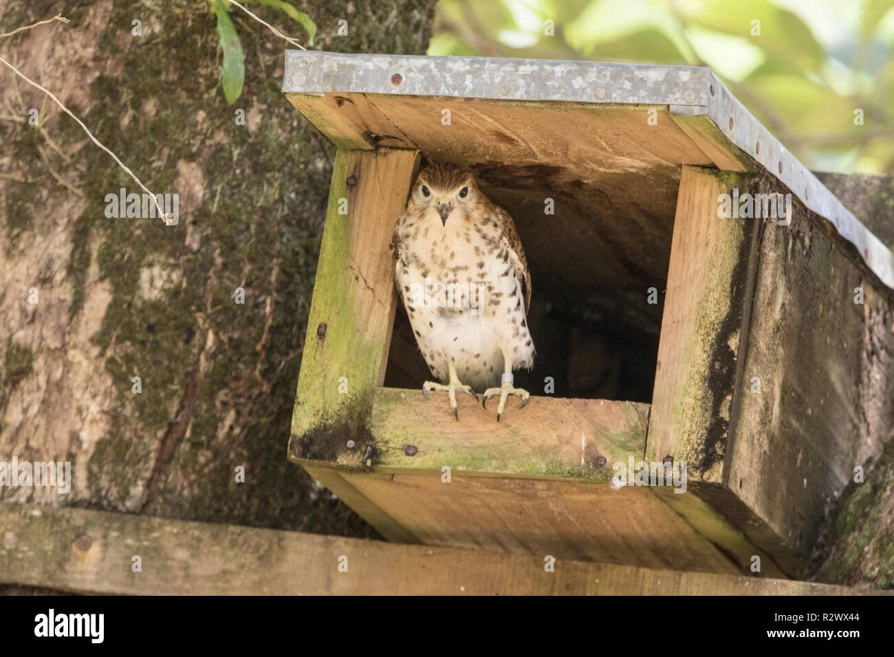 Mauritius kestrel Falco punctatus adult female perched at entrance to ...