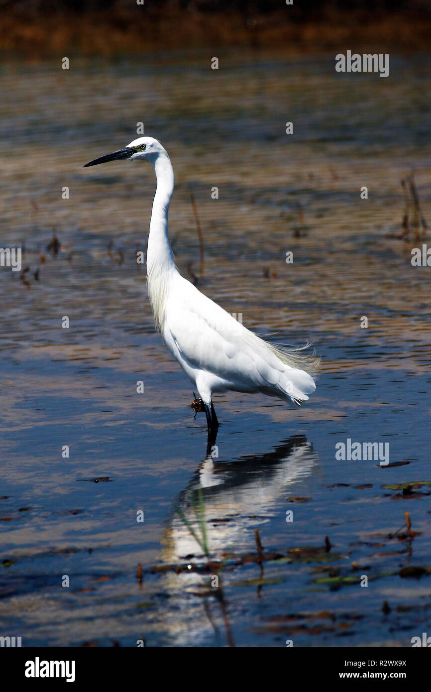 Little Egret Stood tall and Proud Stock Photo - Alamy