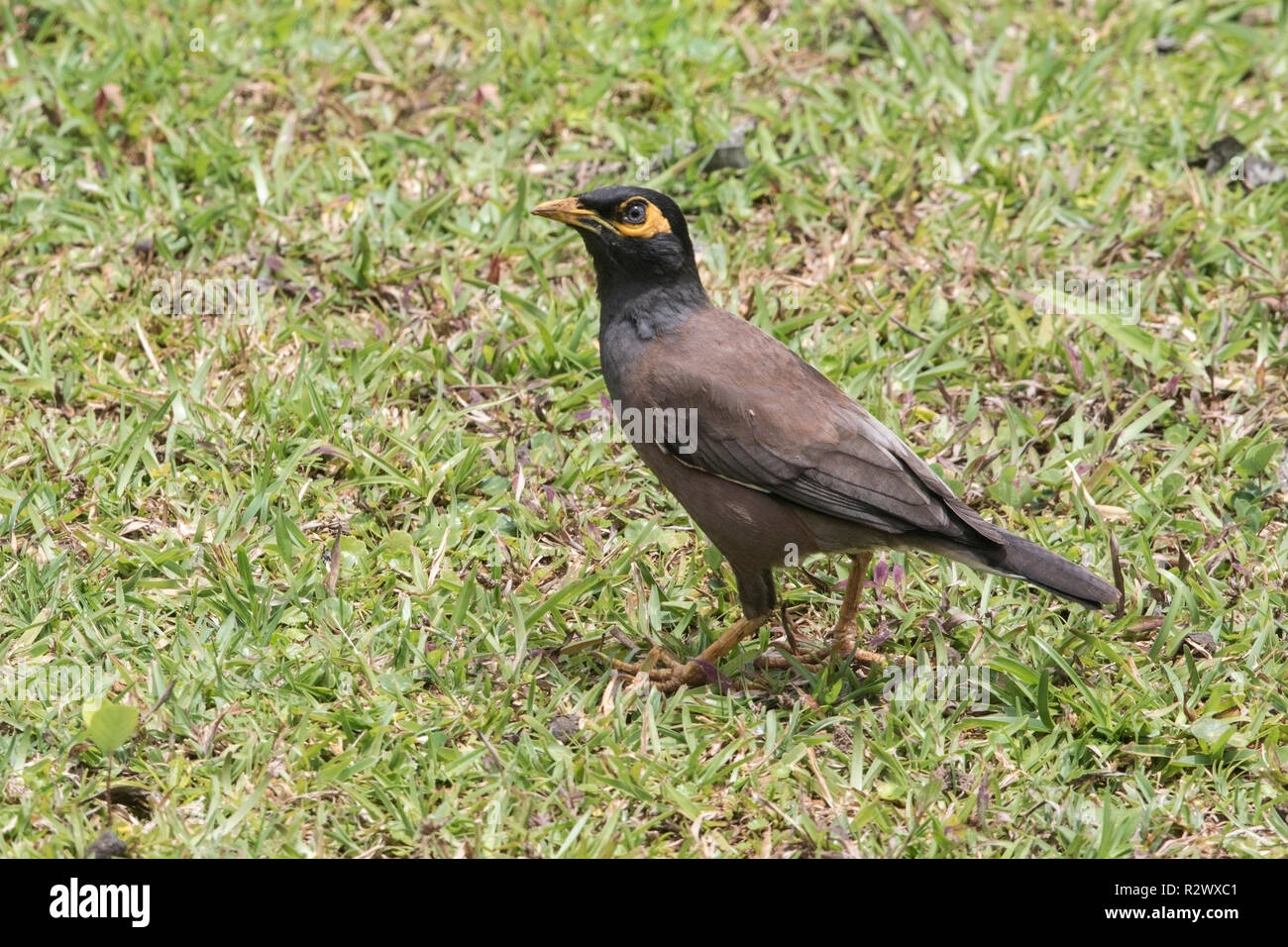 Common mynas acridotheres tristis hi-res stock photography and images ...