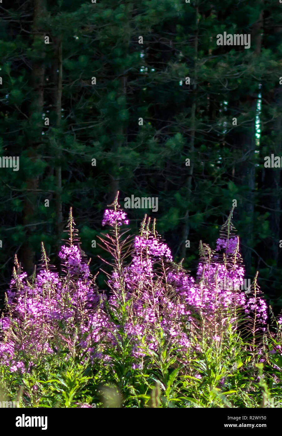 Fireweed rosebay willowherb purple flower hi-res stock photography and images - Alamy