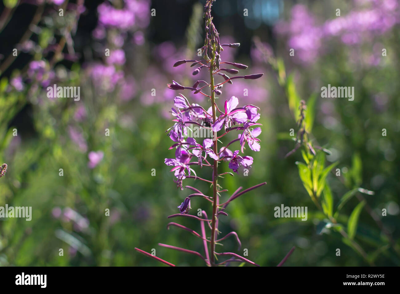 Closeup of Chamaenerion angustifolium, also known as fireweed, great willowherb and rosebay ...