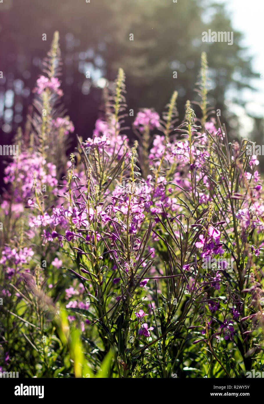 Purple leaved willowherb hi-res stock photography and images - Alamy