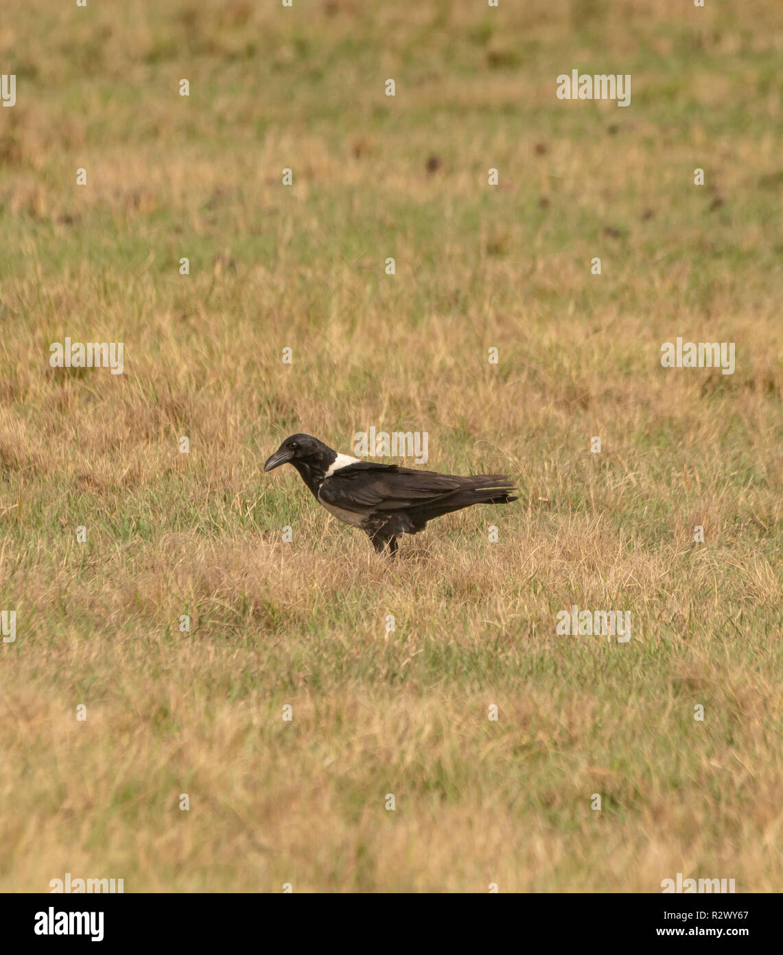 African White Necked Raven High Resolution Stock Photography and Images ...