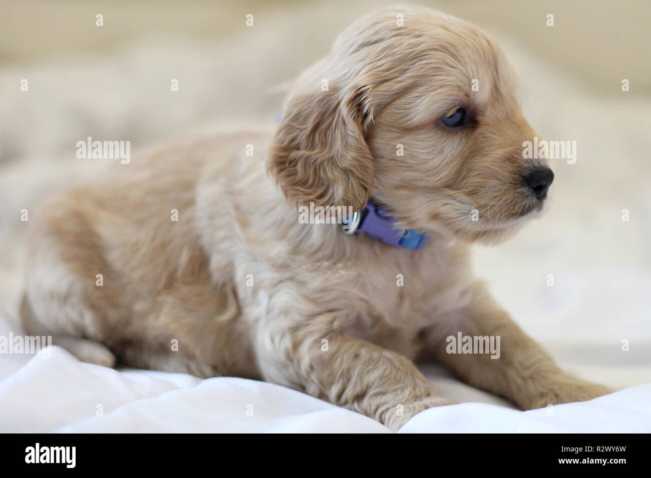Black Cockapoo Puppy Stock Photos & Black Cockapoo Puppy Stock Images ...