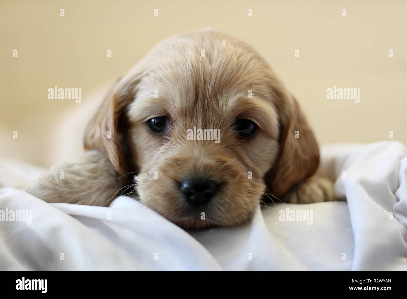 Miniature cockapoo hi-res stock photography and images - Alamy