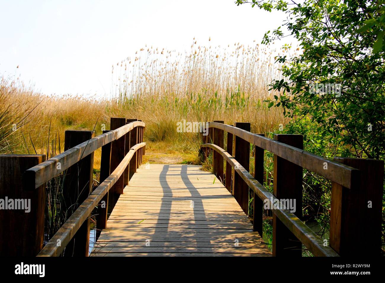 Wooden bridge in a swamp, with nature vegetation in the background, in ...