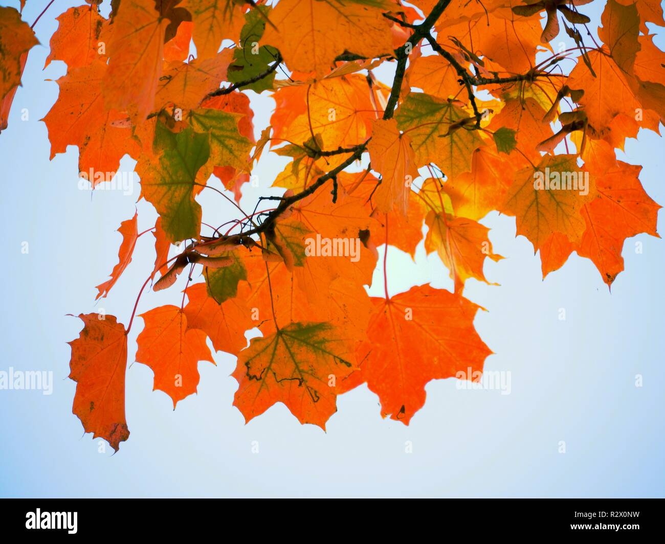 Maple treetop. Maple Tree with bloody, yellow, orange, red maple leaves ...