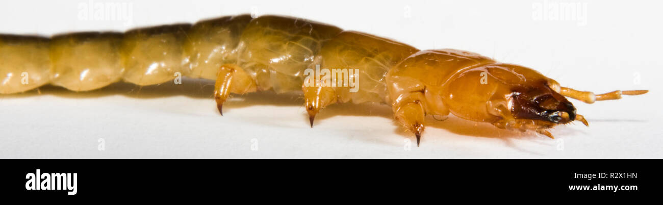 Spineless animal hi-res stock photography and images - Alamy