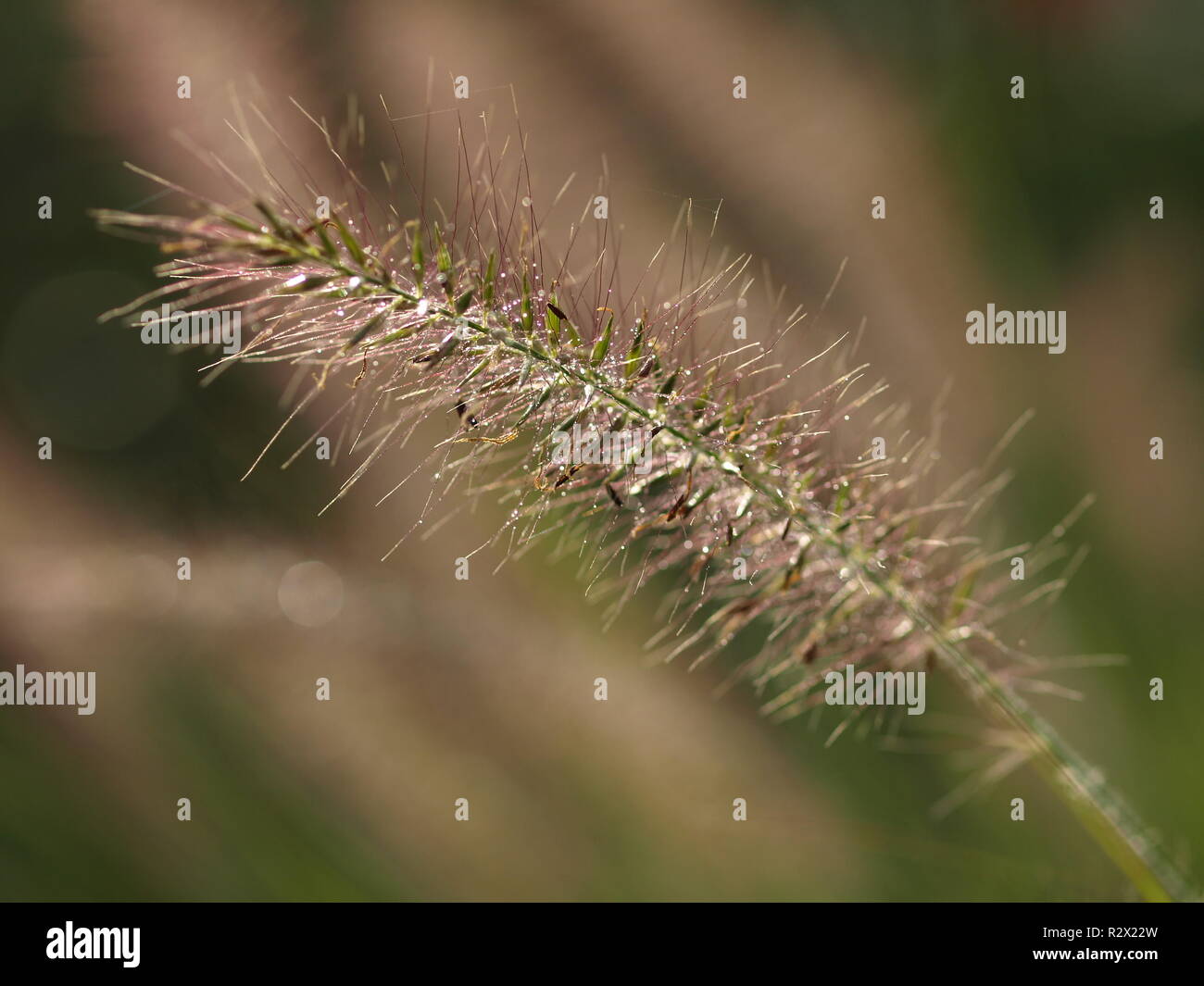 Ear fine hi-res stock photography and images - Alamy