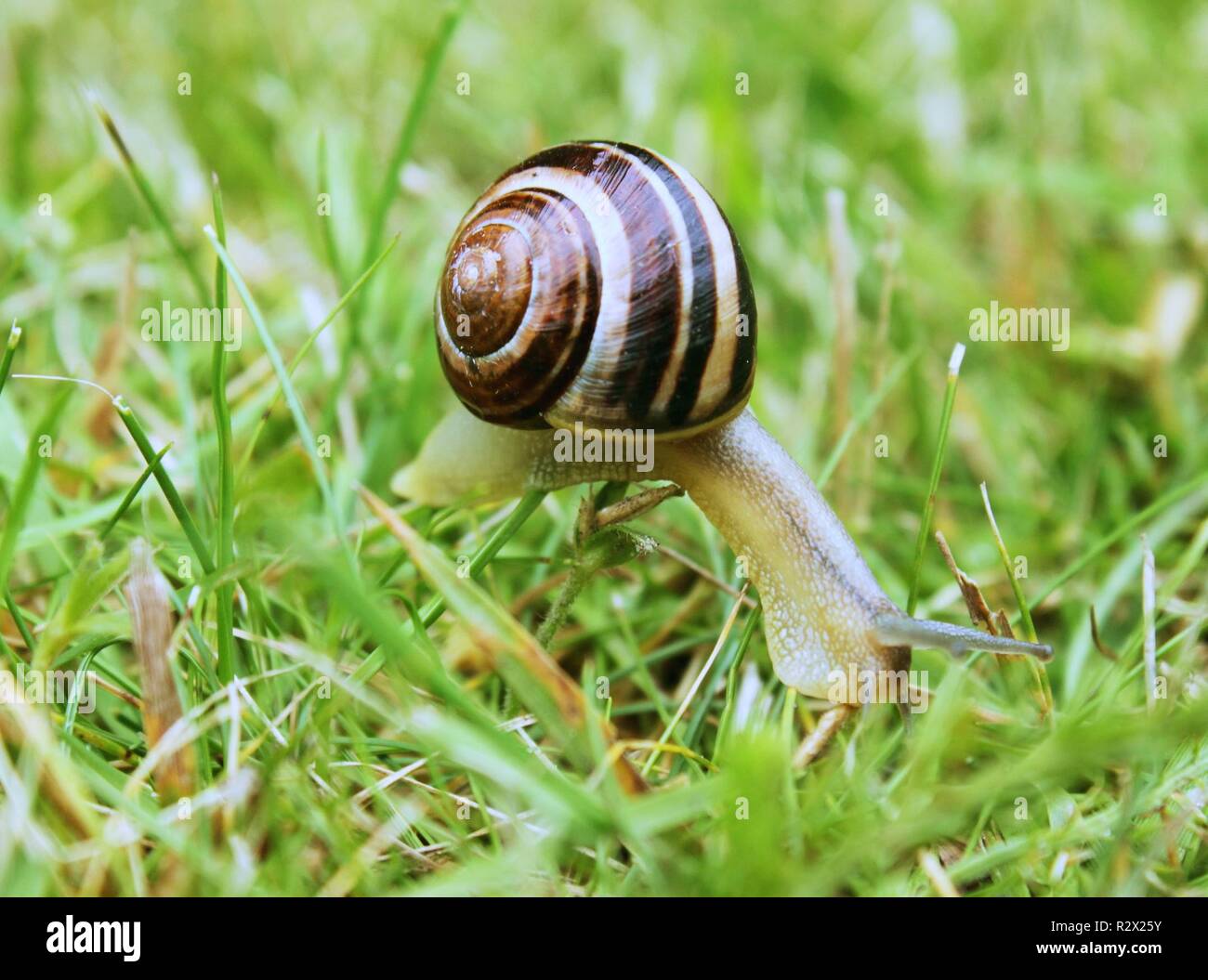 Shells and insects hi-res stock photography and images - Alamy
