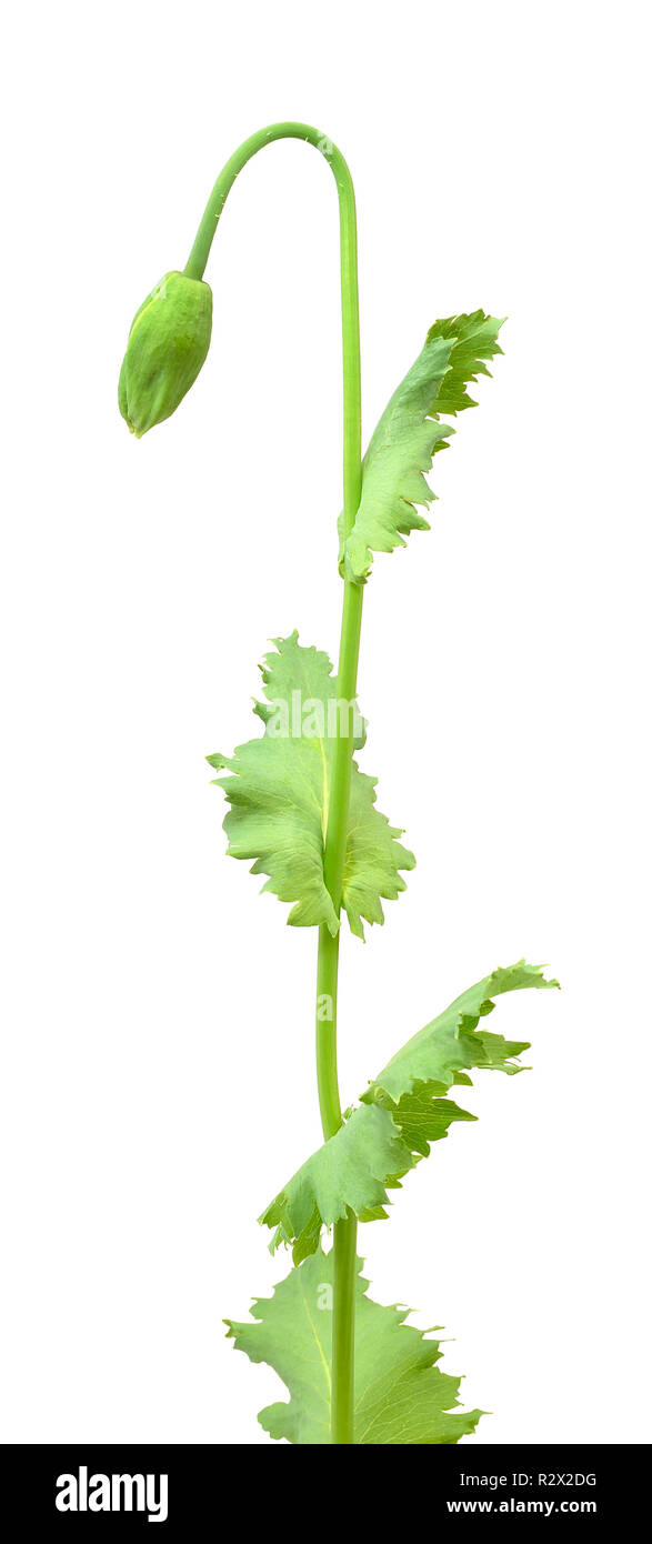 Stalk leaves bud cutout hi-res stock photography and images - Alamy