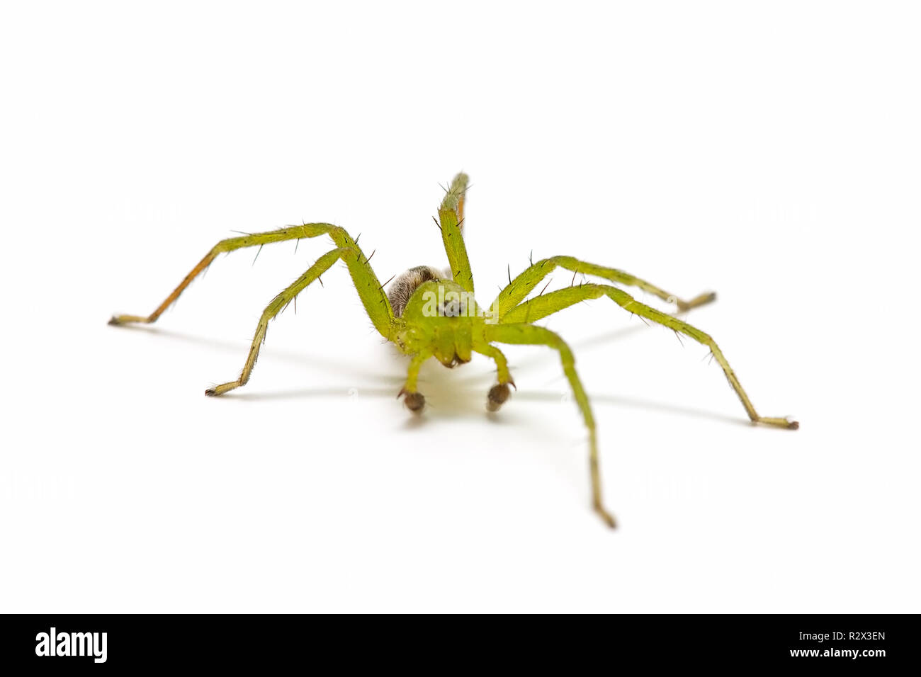 Arthropods insects Cut Out Stock Images & Pictures - Alamy
