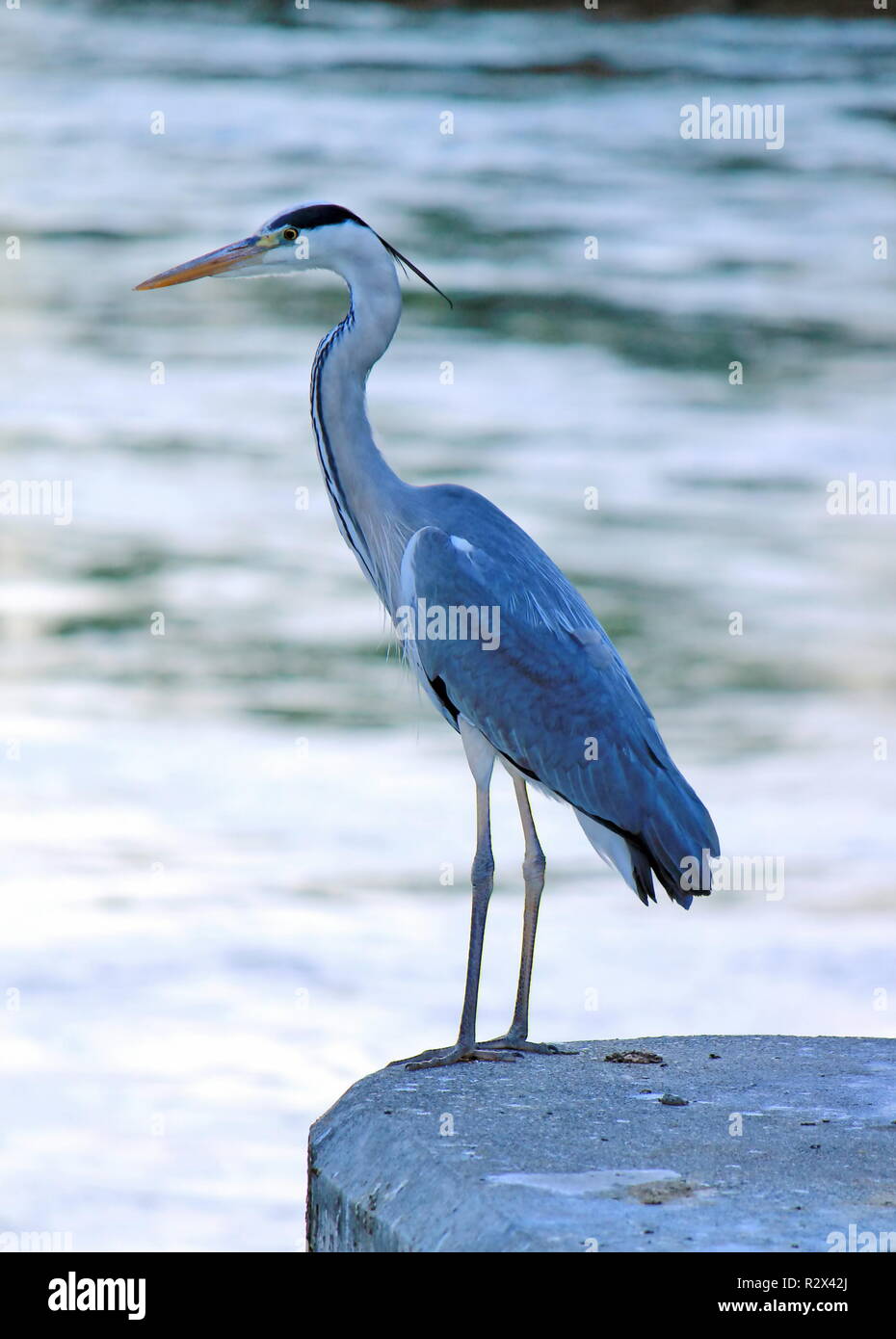 Short neck heron hi-res stock photography and images - Alamy