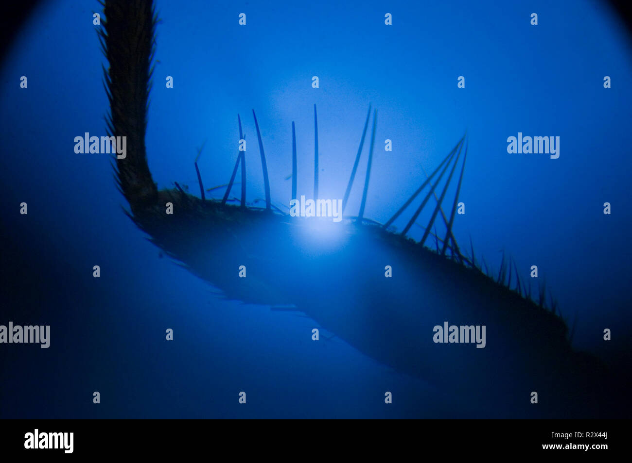 fly leg under the microscope Stock Photo - Alamy