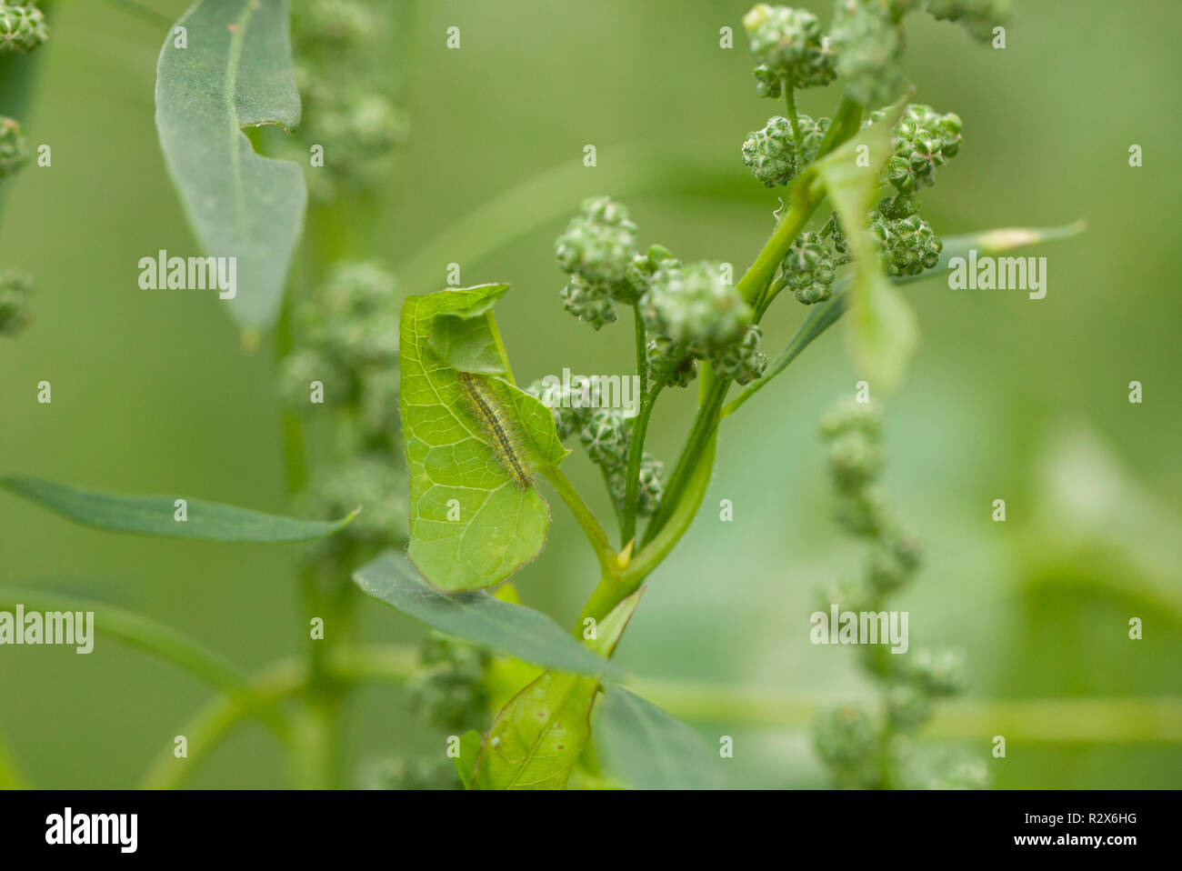 Morning glory plume moth larva Stock Photo - Alamy