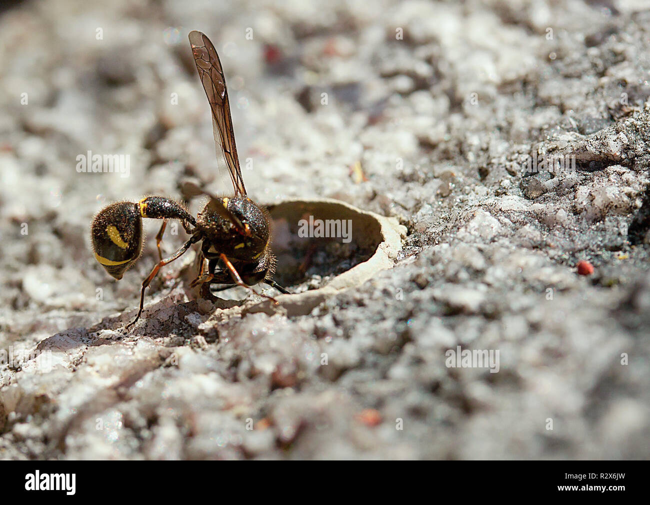 Potter wasp nest hi-res stock photography and images - Alamy