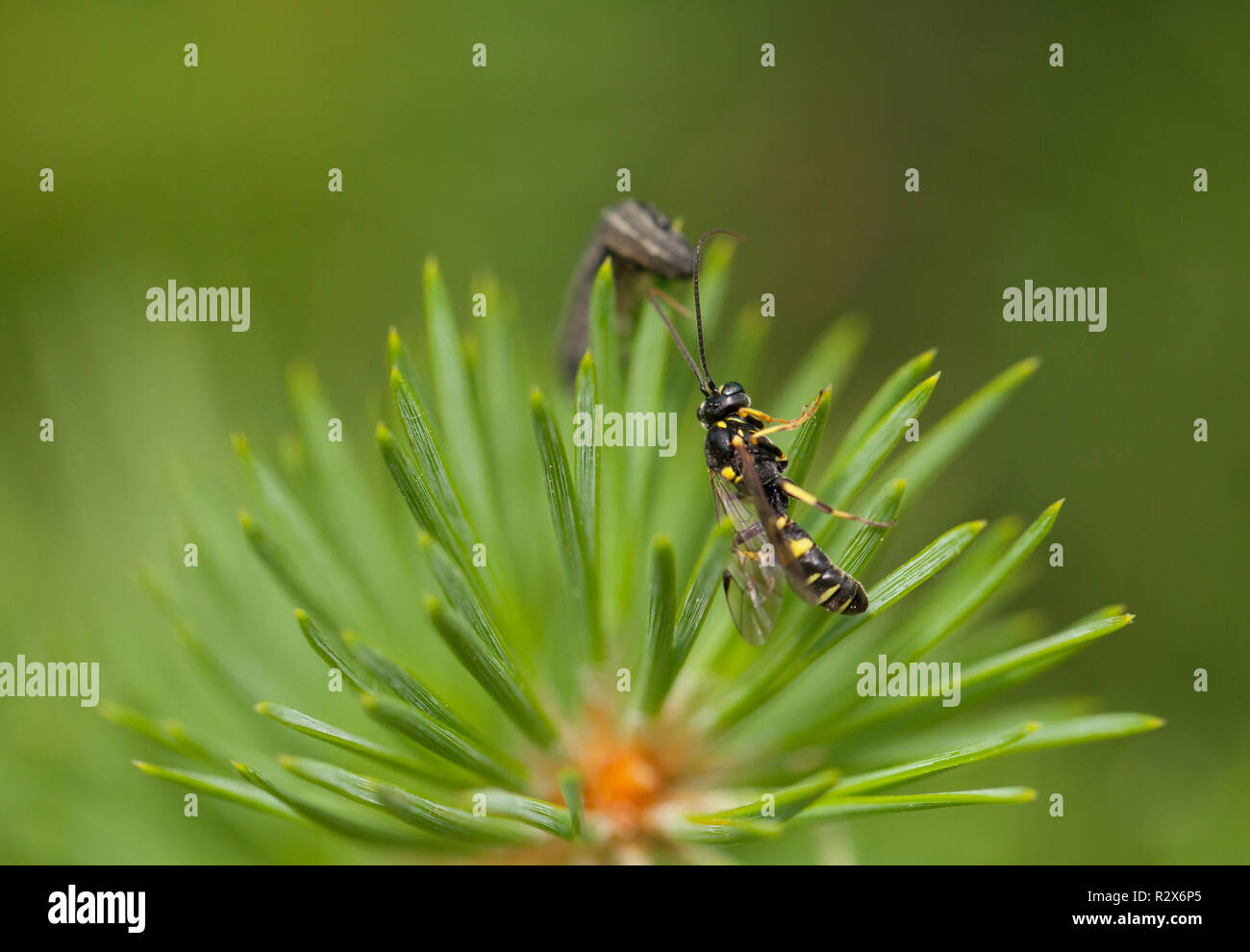 Ichneumon wasp creeping to it's prey (sawfly larva Stock Photo - Alamy