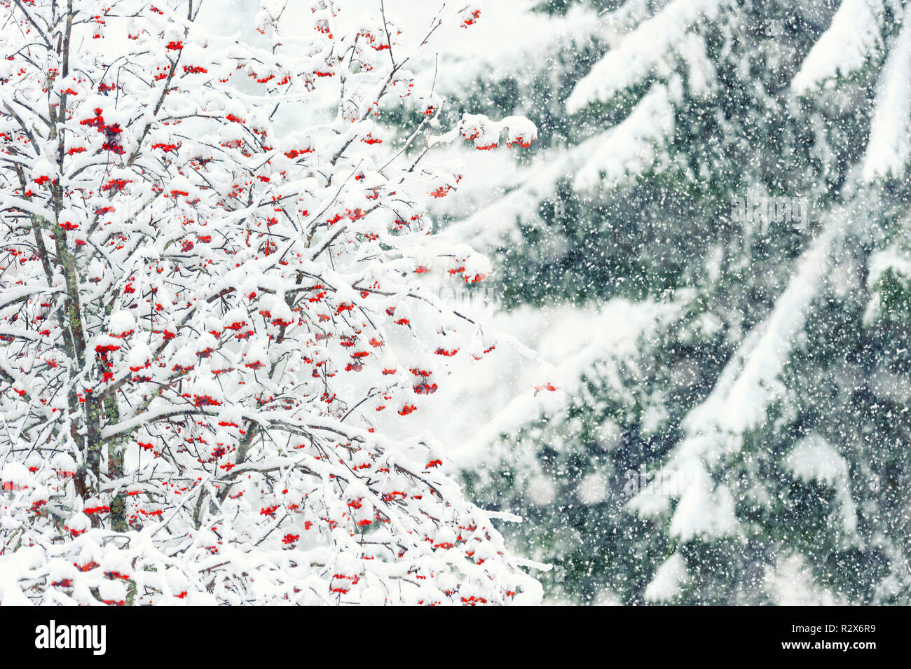 Rowan tree in winter hi-res stock photography and images - Alamy