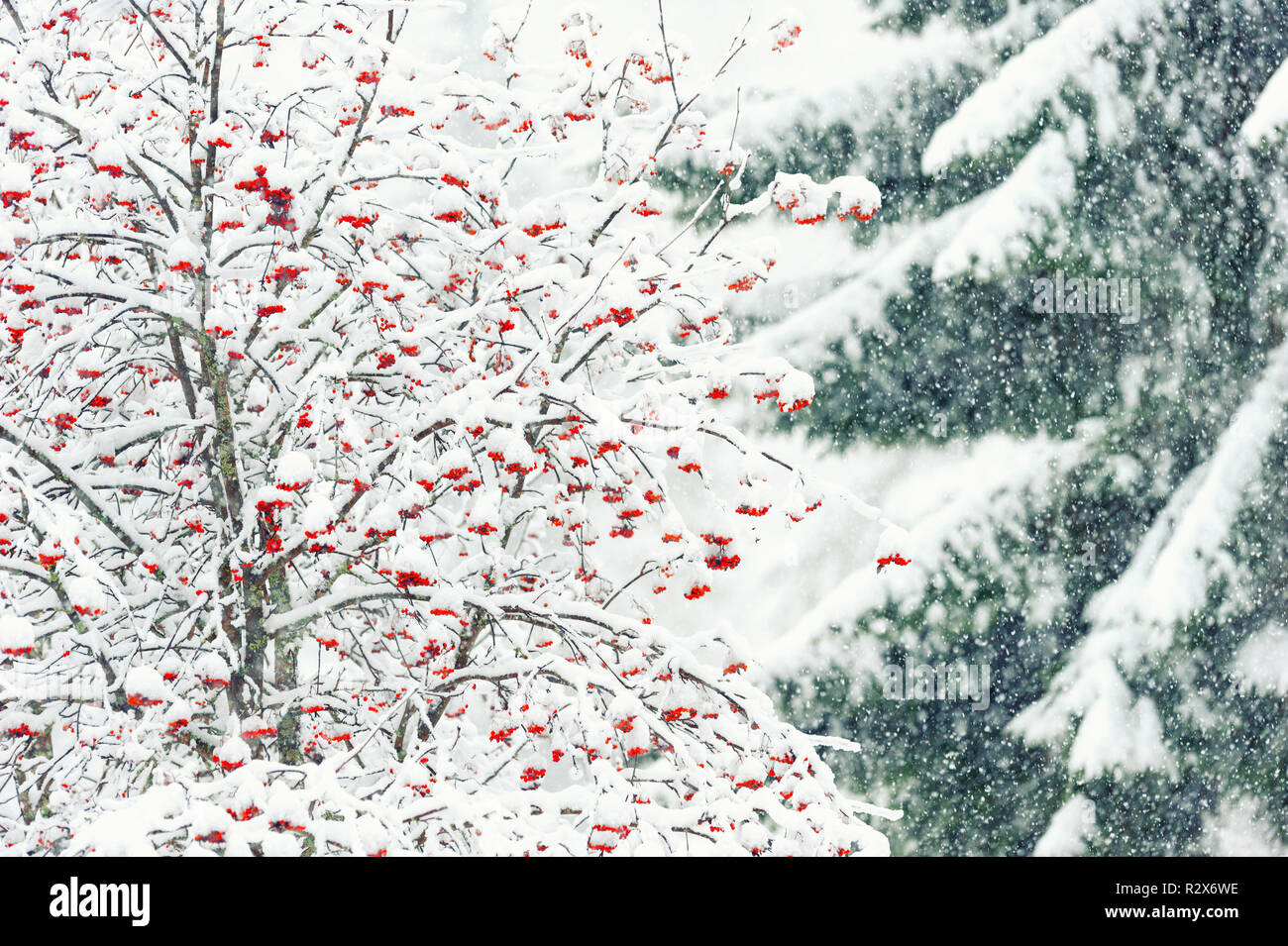 Rowan tree in winter hi-res stock photography and images - Alamy