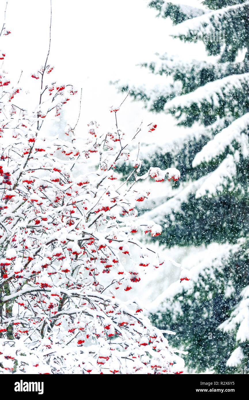 Rowan tree in winter hi-res stock photography and images - Alamy