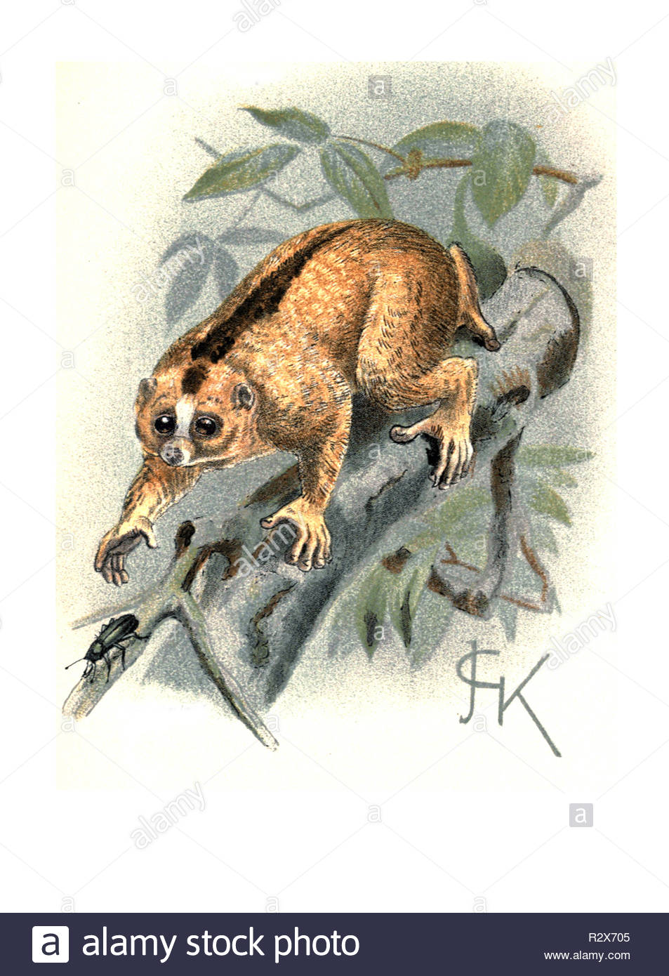 Lorises Stock Photos & Lorises Stock Images - Alamy