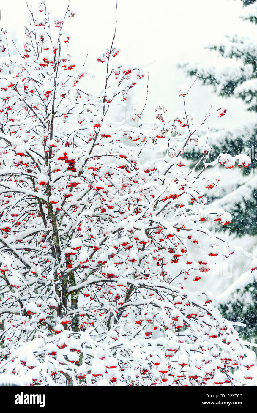 Rowan tree in winter hi-res stock photography and images - Alamy