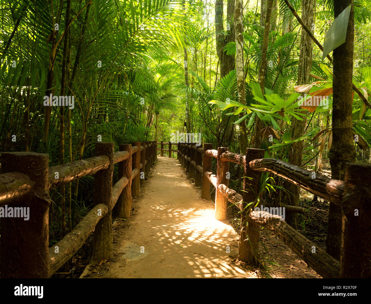Wooden footpath in misty tropical rain forest of Thailand Stock Photo ...