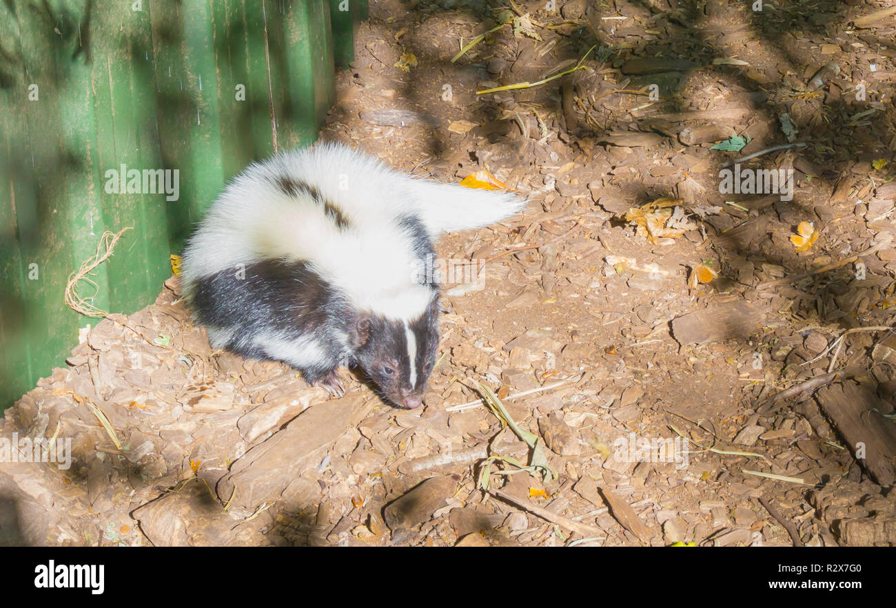 black white common striped skunk laying on the ground in the sand ...